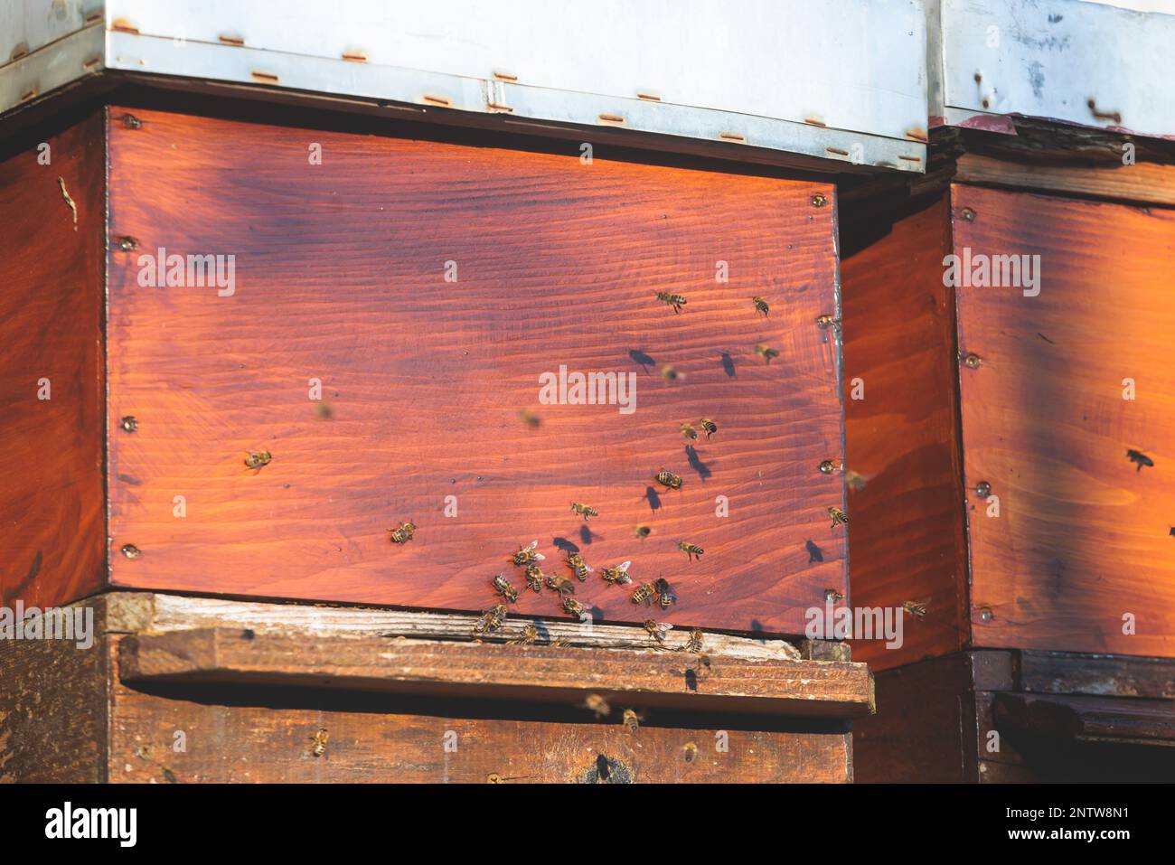 Summer view of rural apiary and honey production in Balkan peninsula ...