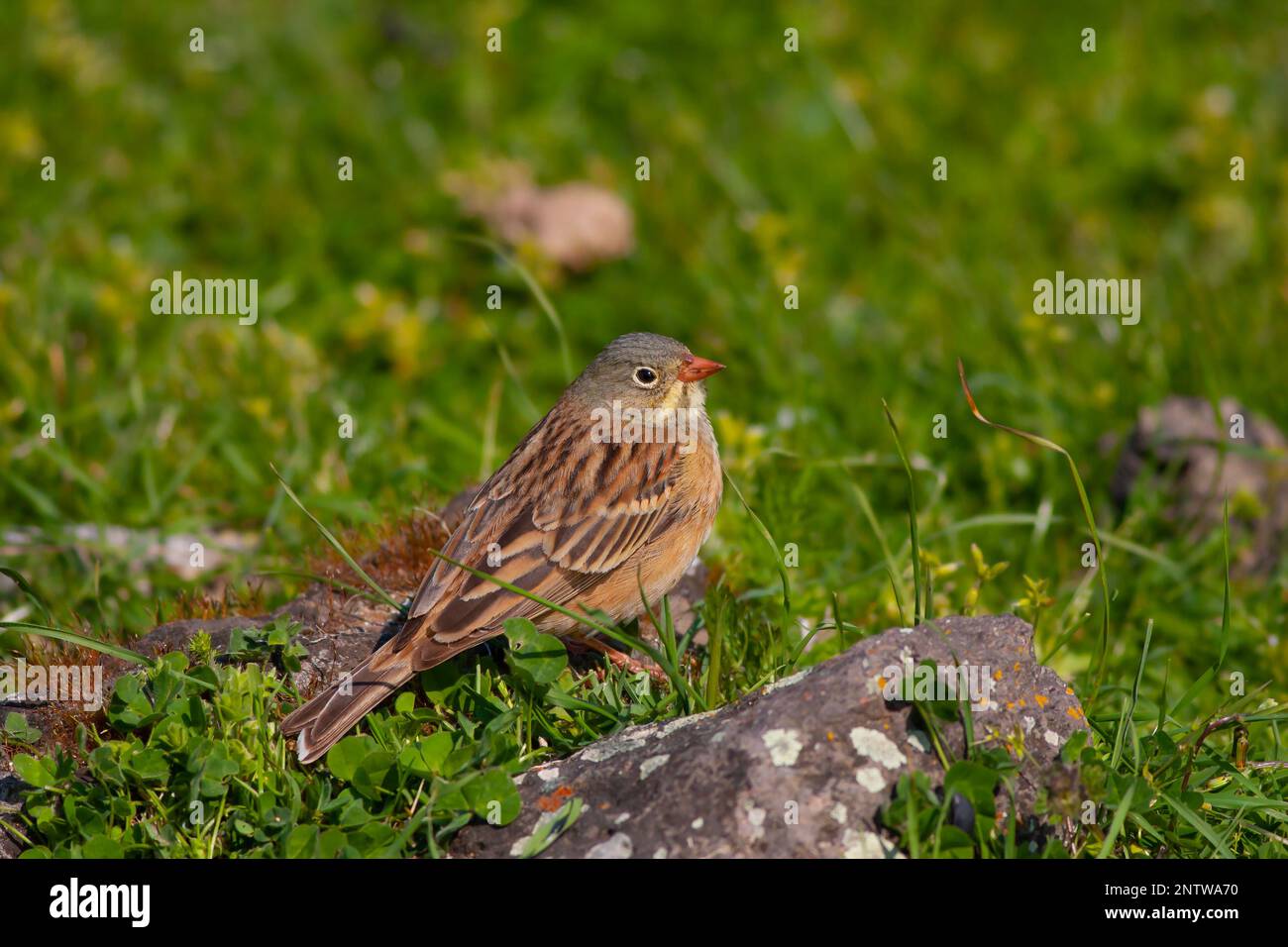 bird looking around on grass, Ortolan Bunting, Emberiza hortulana Stock ...