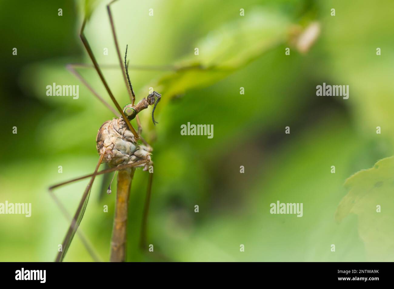 Marsh Crane Fly head detail, Tipula Oleracea Stock Photo - Alamy