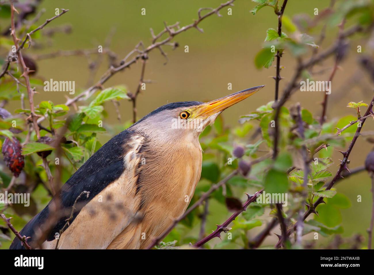 big water bird in the tree, Little Bittern, Ixobrychus minutus Stock ...