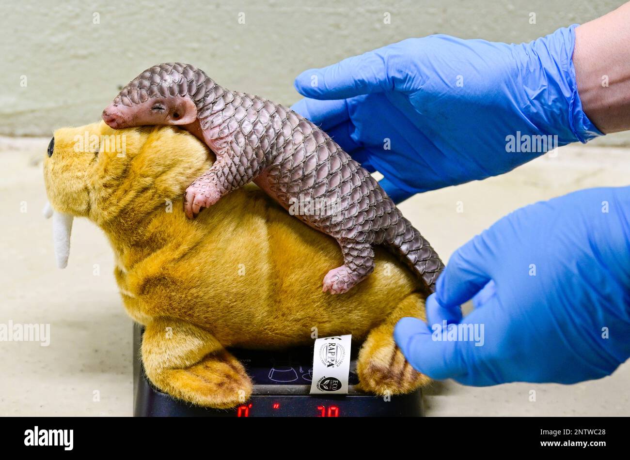 A Chinese pangolin, born on February 2nd as an offspring of a pangolin ...