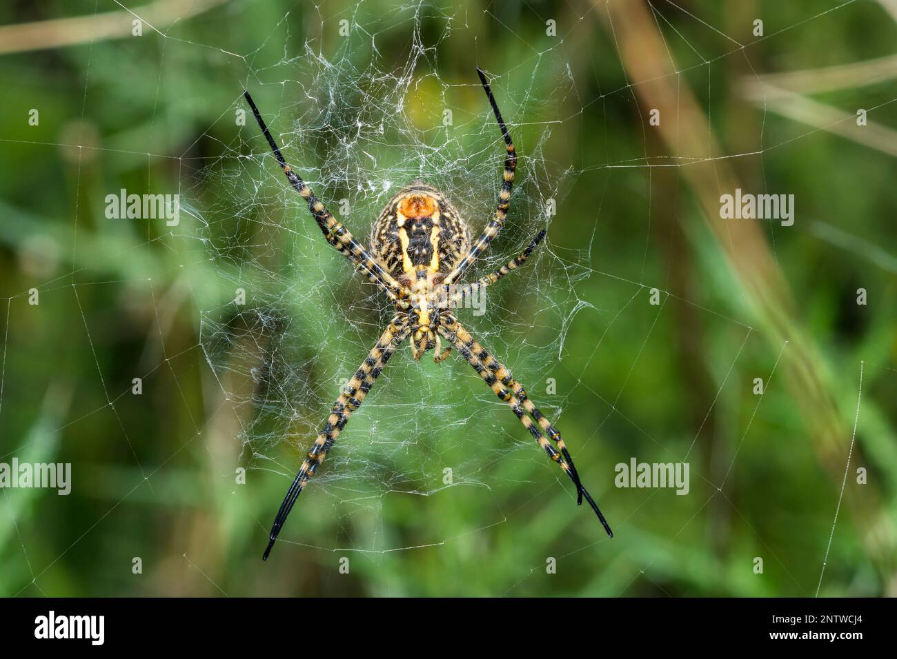 Banded Garden Spider sitting in the center of its web, Argiope ...
