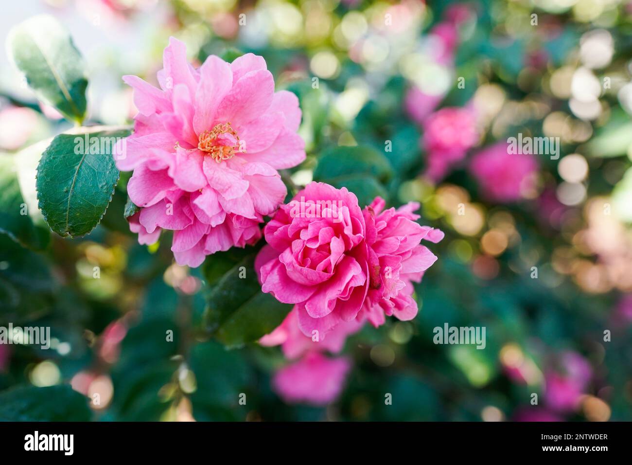 PRODUCTION - 27 February 2023, Baden-Württemberg, Mannheim: A camellia ...