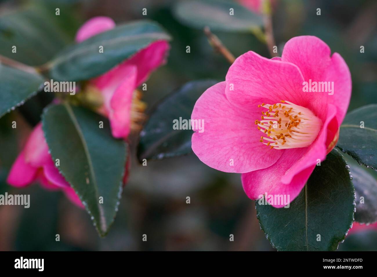PRODUCTION - 27 February 2023, Baden-Württemberg, Mannheim: A camellia ...