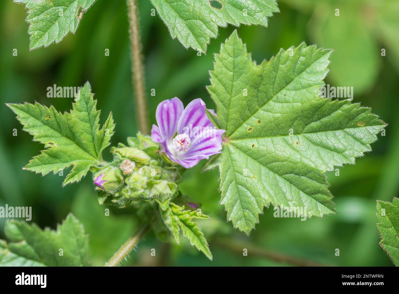 Cretan Mallow flower and leaves, Malva Multiflora Stock Photo - Alamy