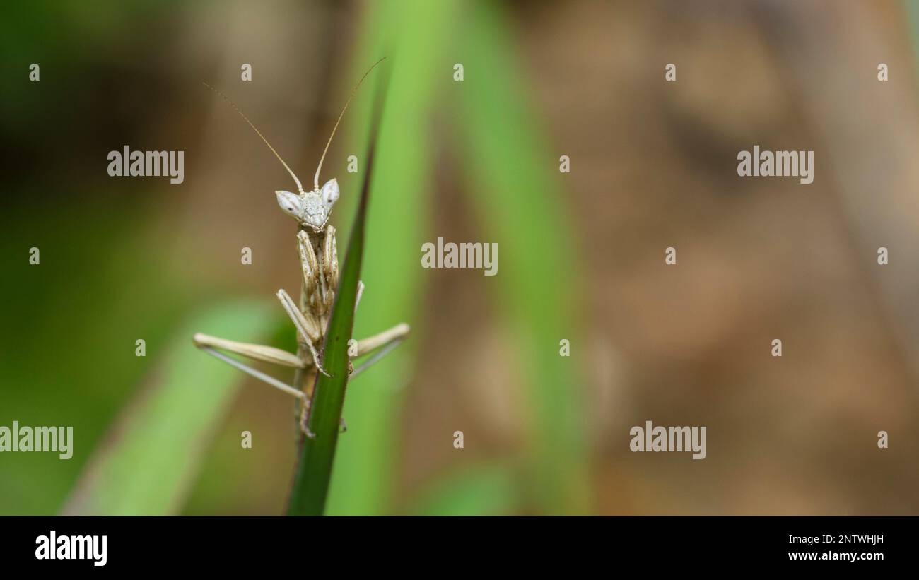 Young Heldreich's dwarf mantis, Ameles Heldreichi, praying mantis on a ...