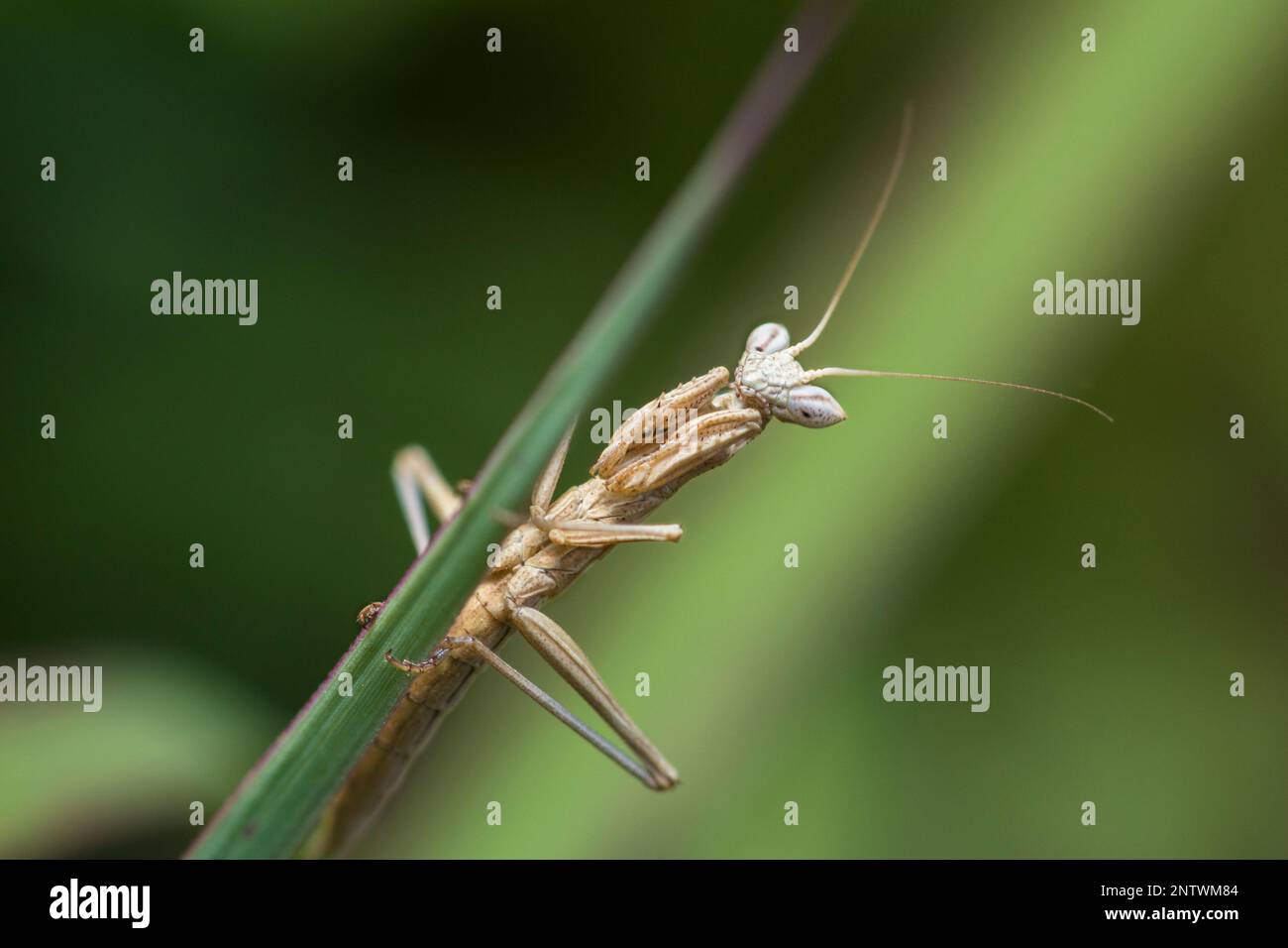 Young Heldreich's dwarf mantis, Ameles Heldreichi, praying mantis on a ...
