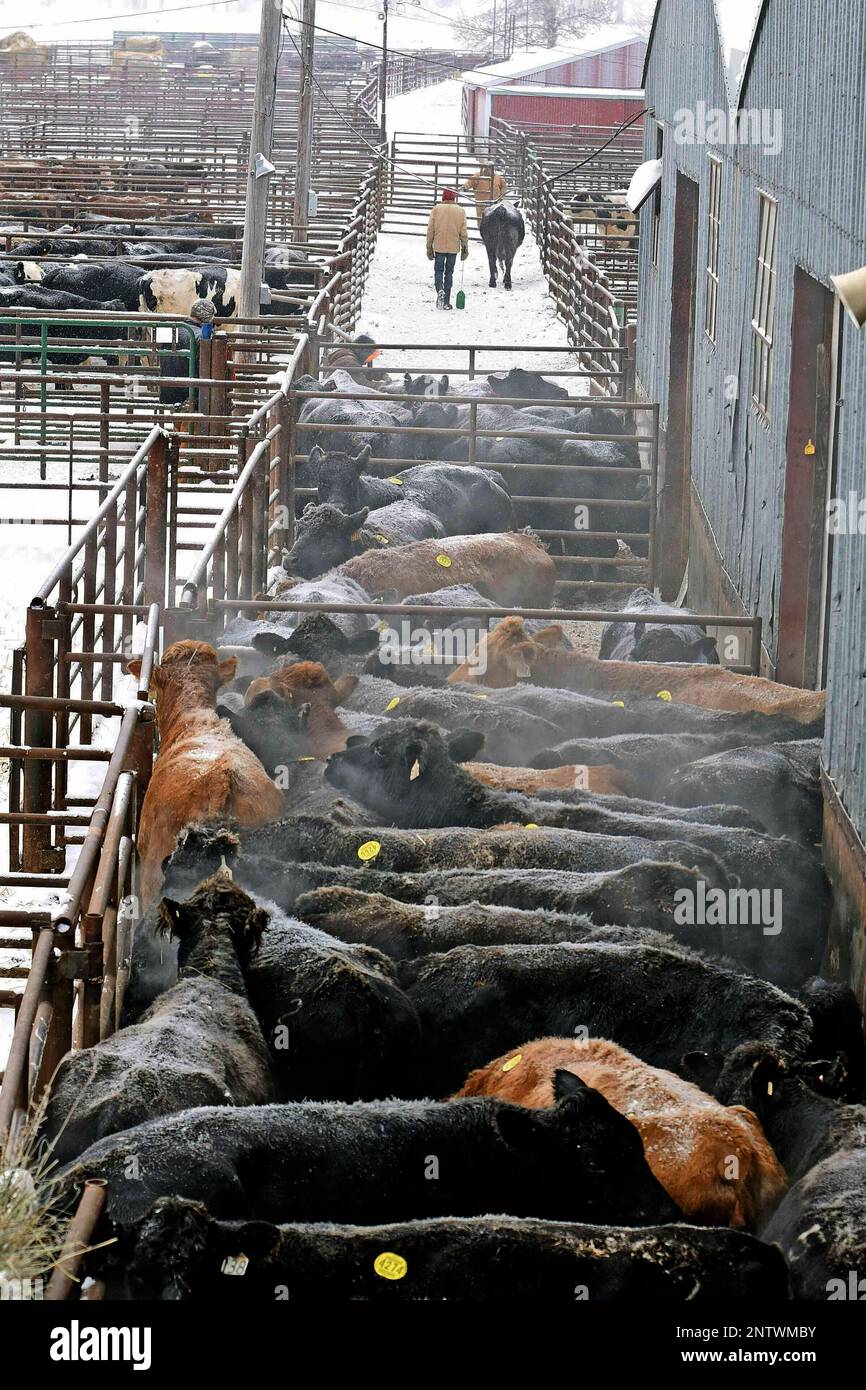 In this Feb. 11, 2019 cattle are gathered at Kist Livestock, in Mandan ...