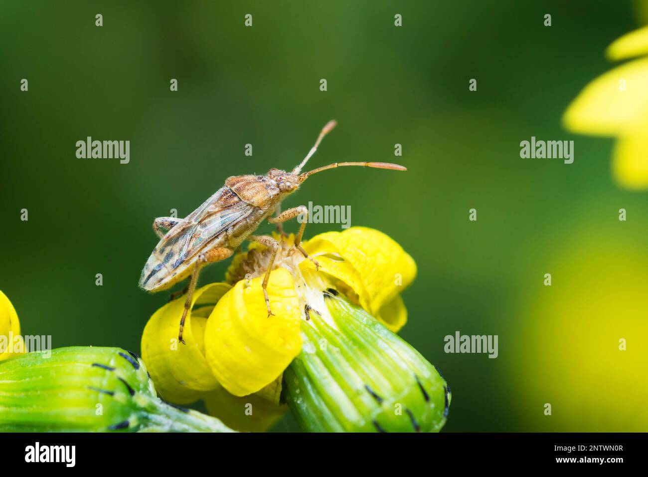 Liorhyssus hi-res stock photography and images - Alamy