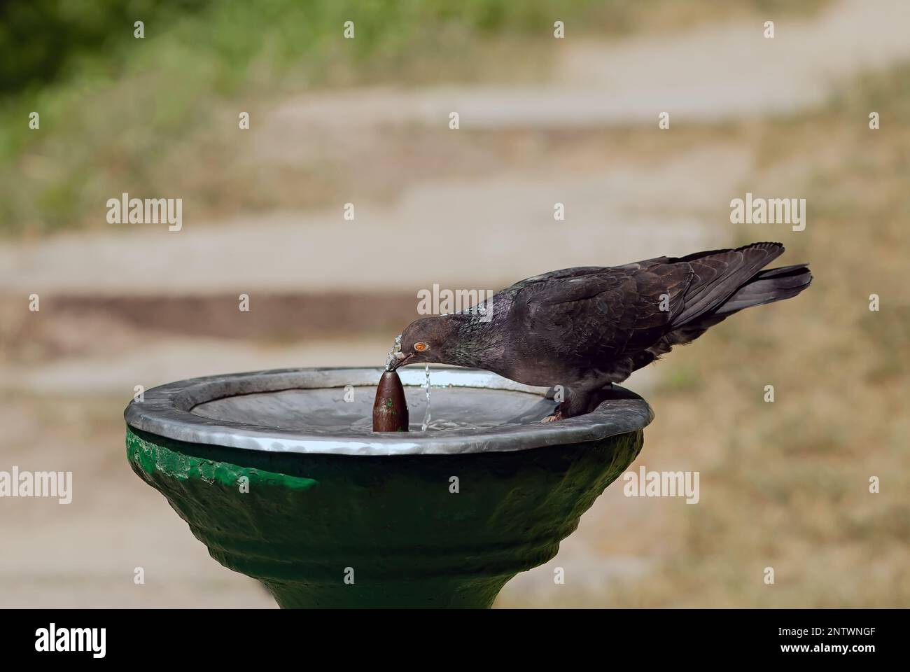 Wild dove drinking from street fountain Stock Photo - Alamy