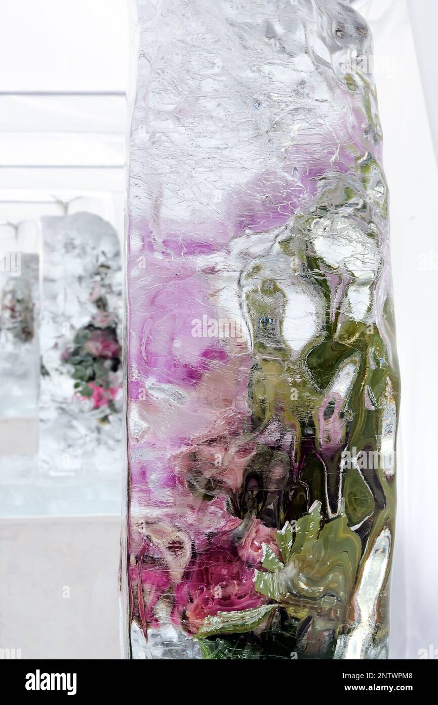 Alive And Frozen In Ice