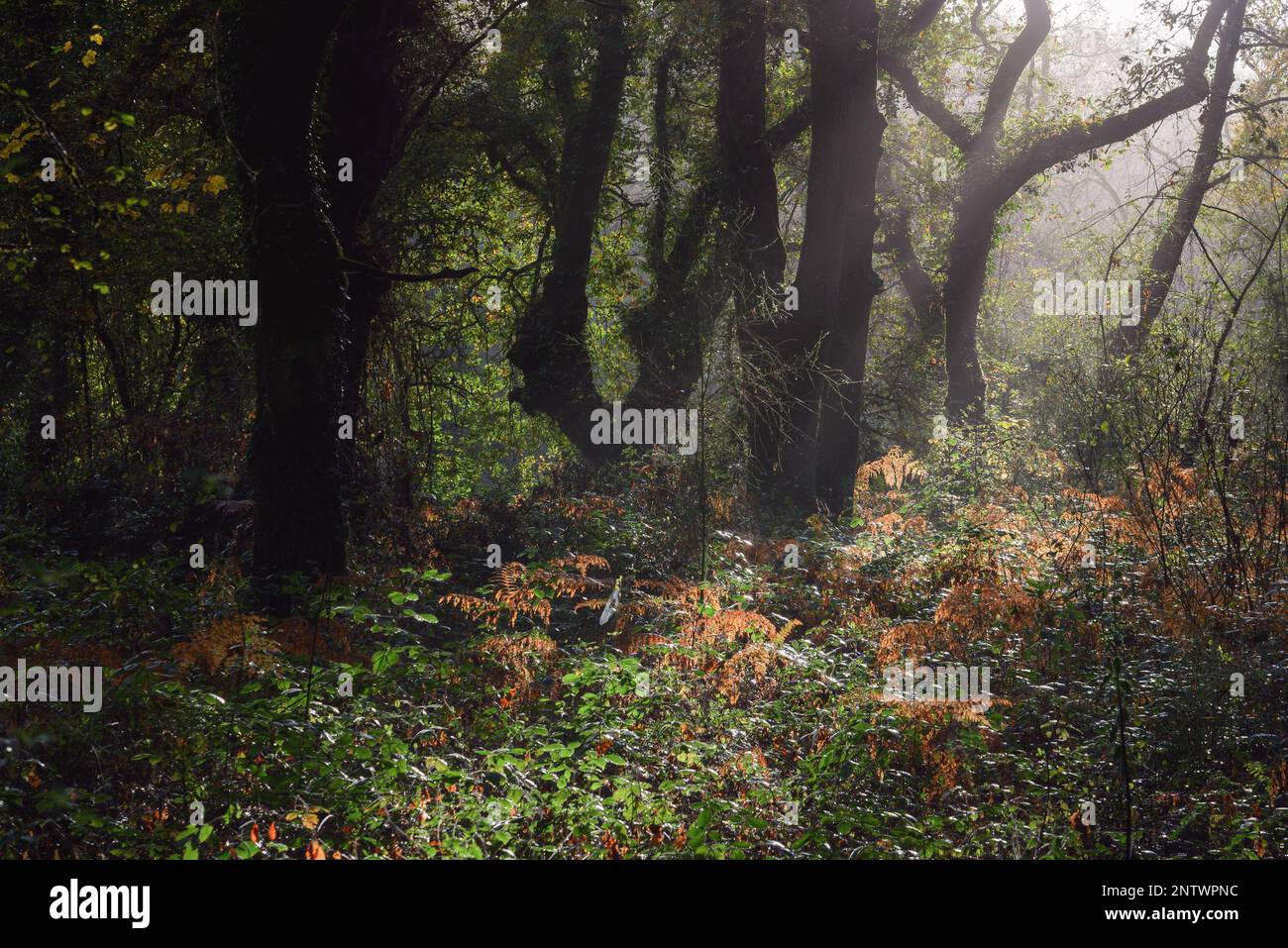 Foggy daybreak in a fantastic forest of oak and chestnut trees on the ...