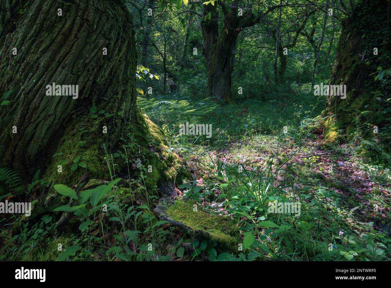 Huge chestnut trees with twisted trunks in the forests in the Courel ...