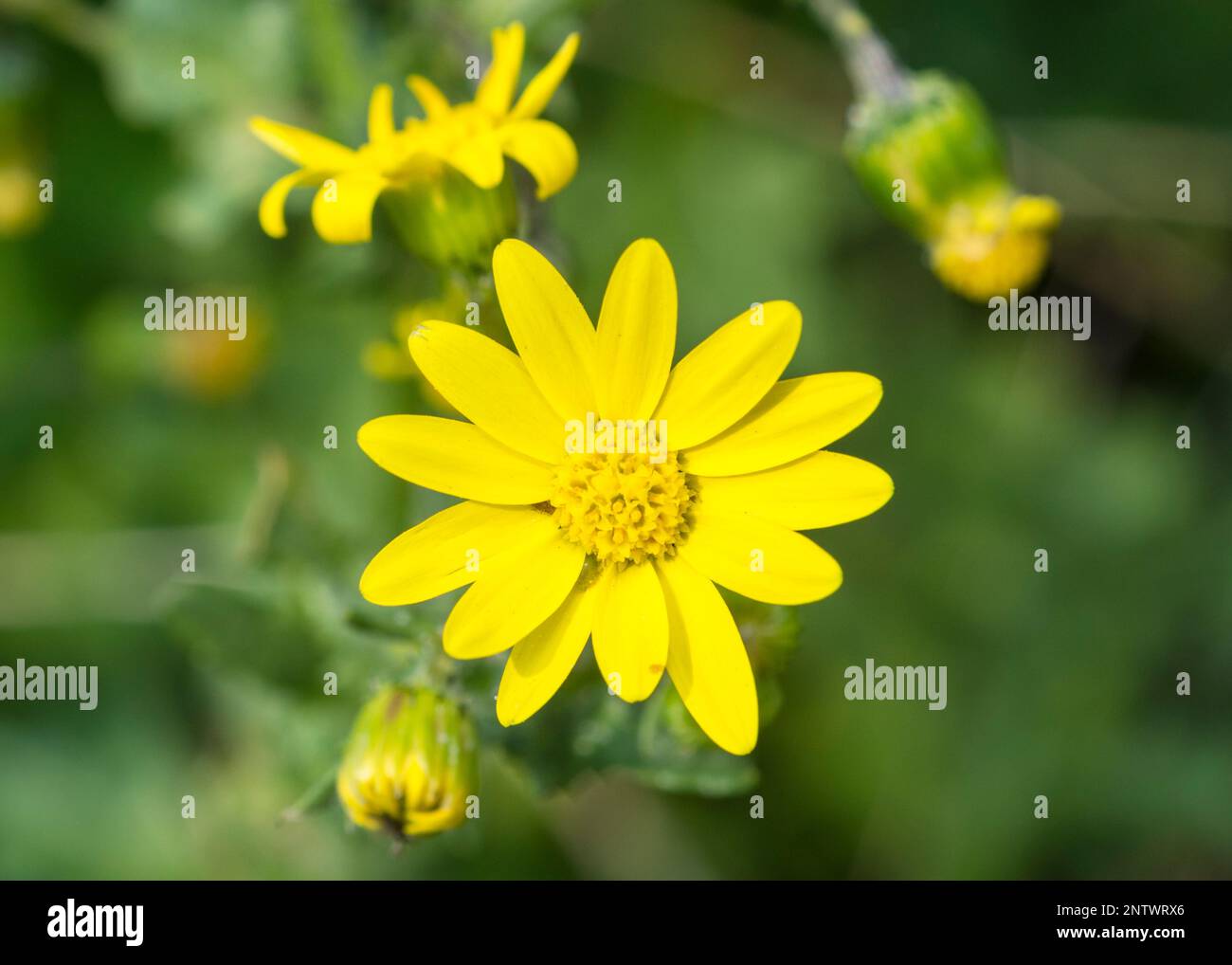Eastern Groundsel yellow flower, Senecio Vernalis Stock Photo - Alamy