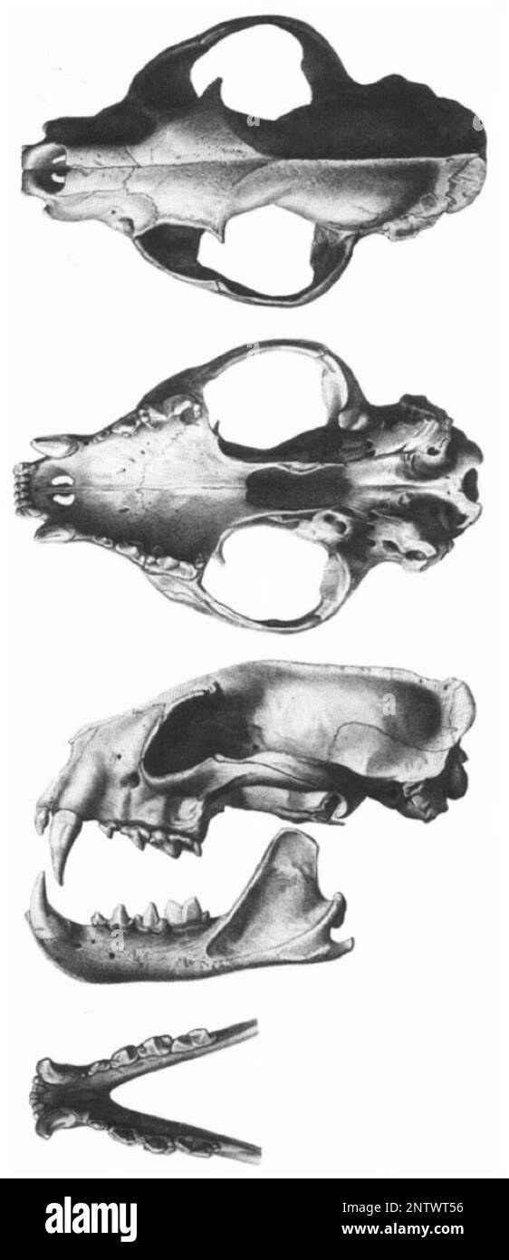 Fossa (cryptoprocta ferox) Black and White Stock Photos & Images - Alamy