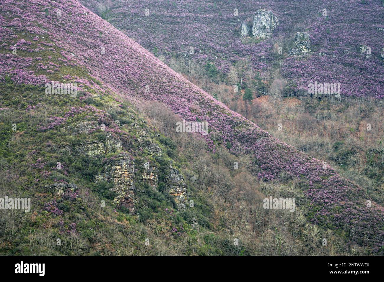 The spectacular flowering of purple heather covers extensive slopes in ...