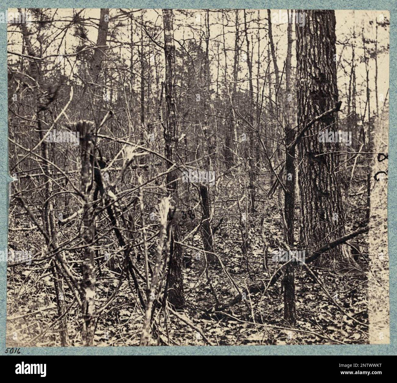 Portion of Wilderness battlefield photographed in 1865 Stock Photo - Alamy