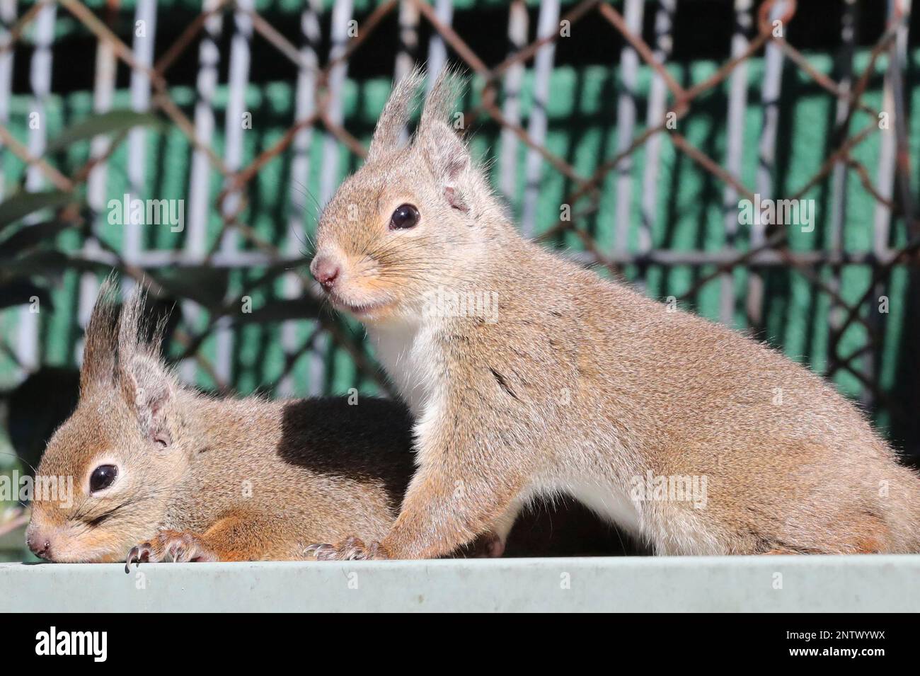 Japanese squirrels are pictured at Higashiyama Zoo and Botanical garden ...