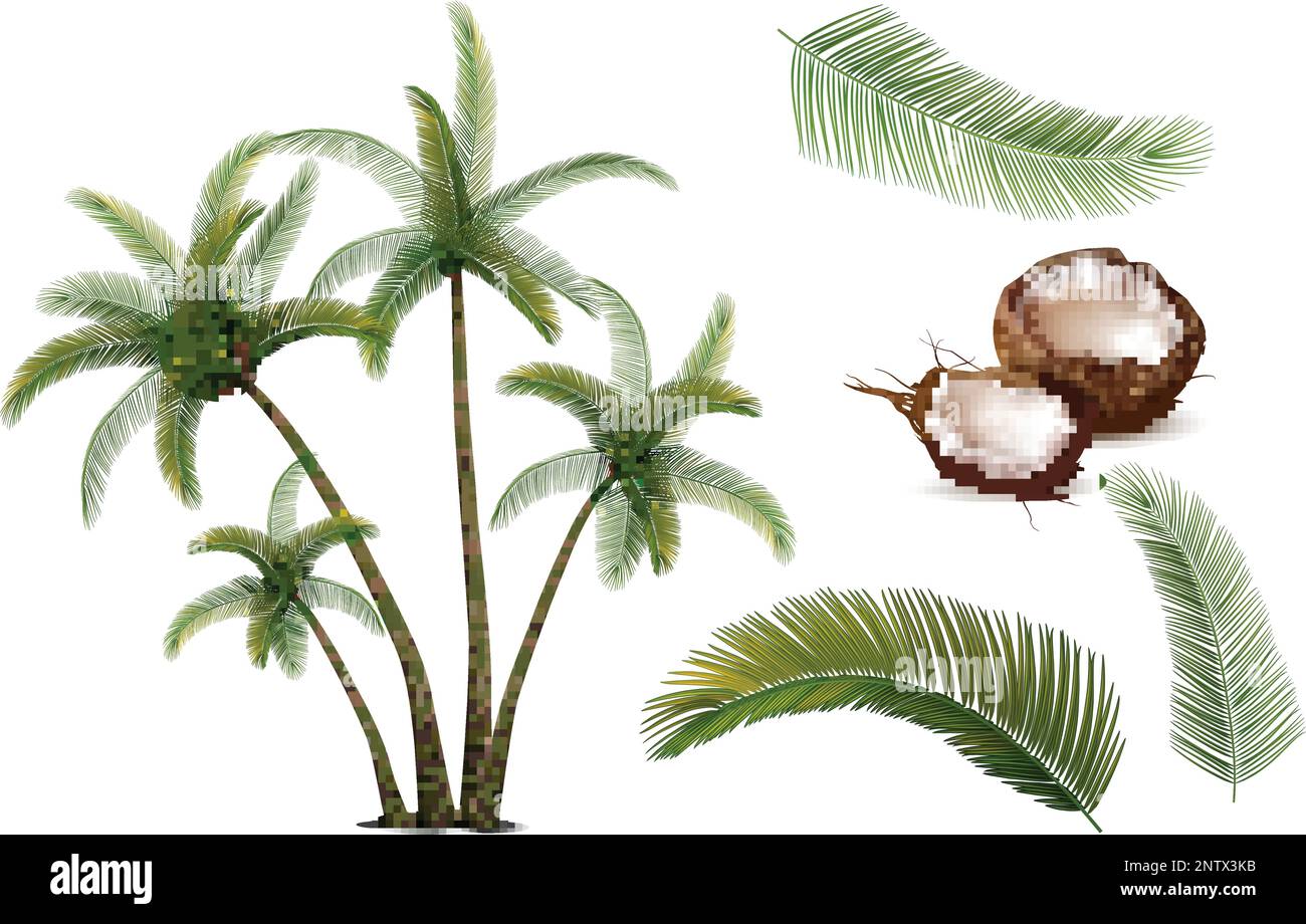 Coconut palm realistic set of isolated icons with cracked nut leaves ...