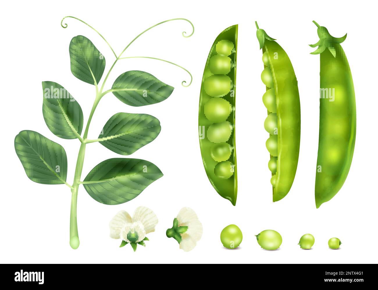 Realistic peas icons set with raw seeds plant sprout and flower isolated vector illustration ...