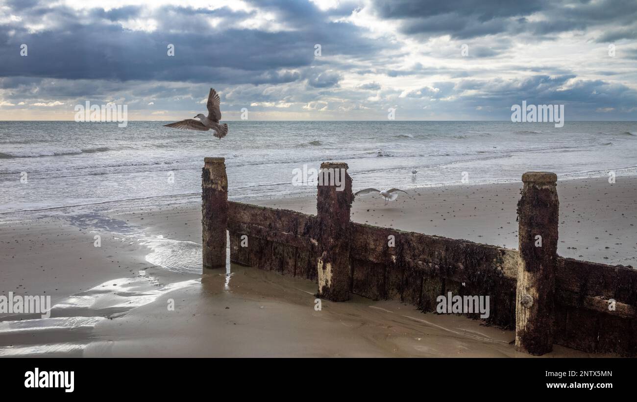 End of wooden groin hi-res stock photography and images - Alamy