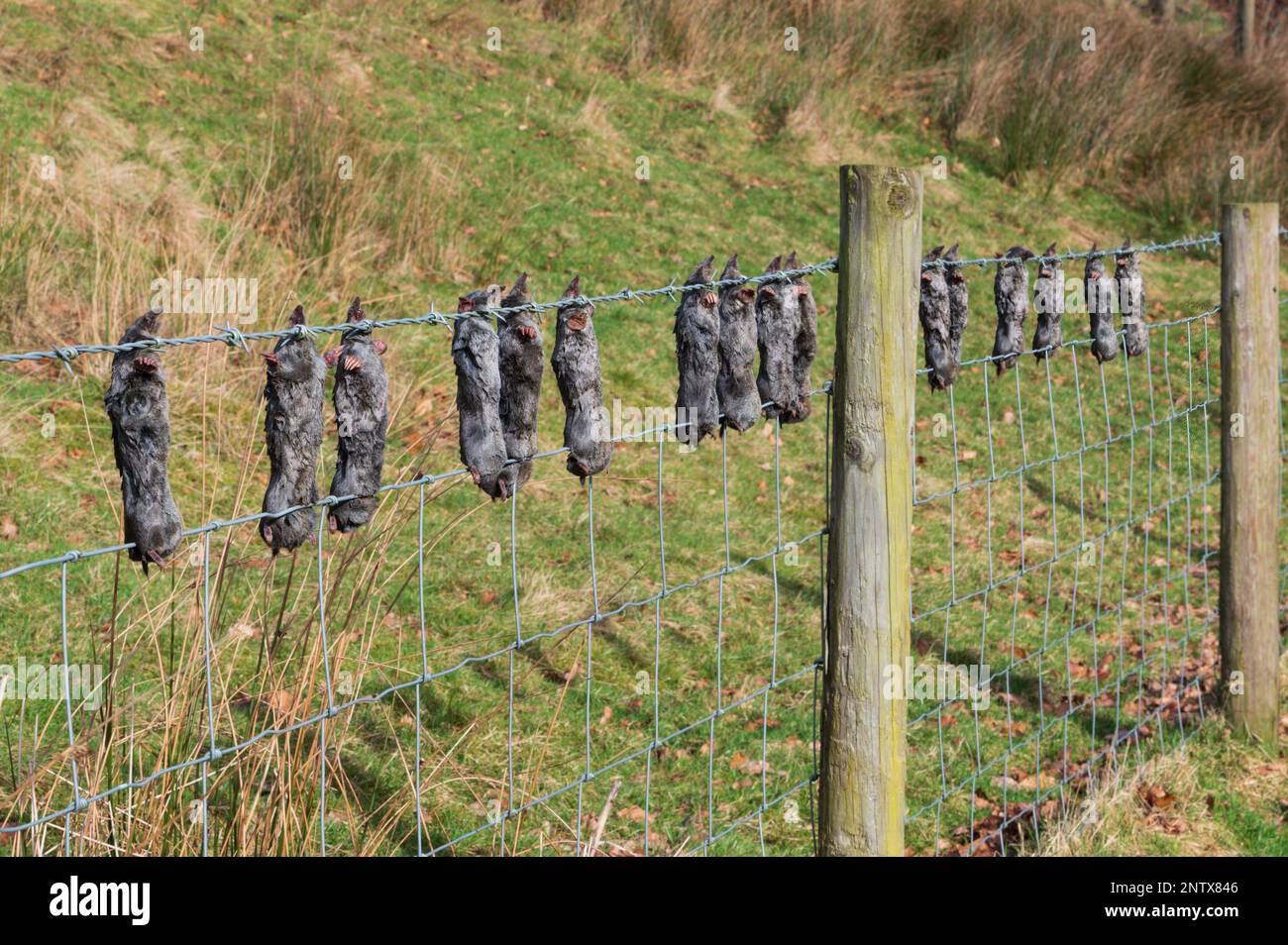 Gamekeepers Gibbet on fence in The tarnbrook Vally of The Forest of ...