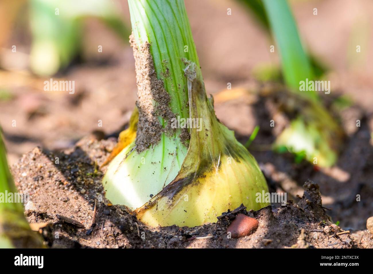 Large onion bulb close-up root vegetable Stock Photo - Alamy