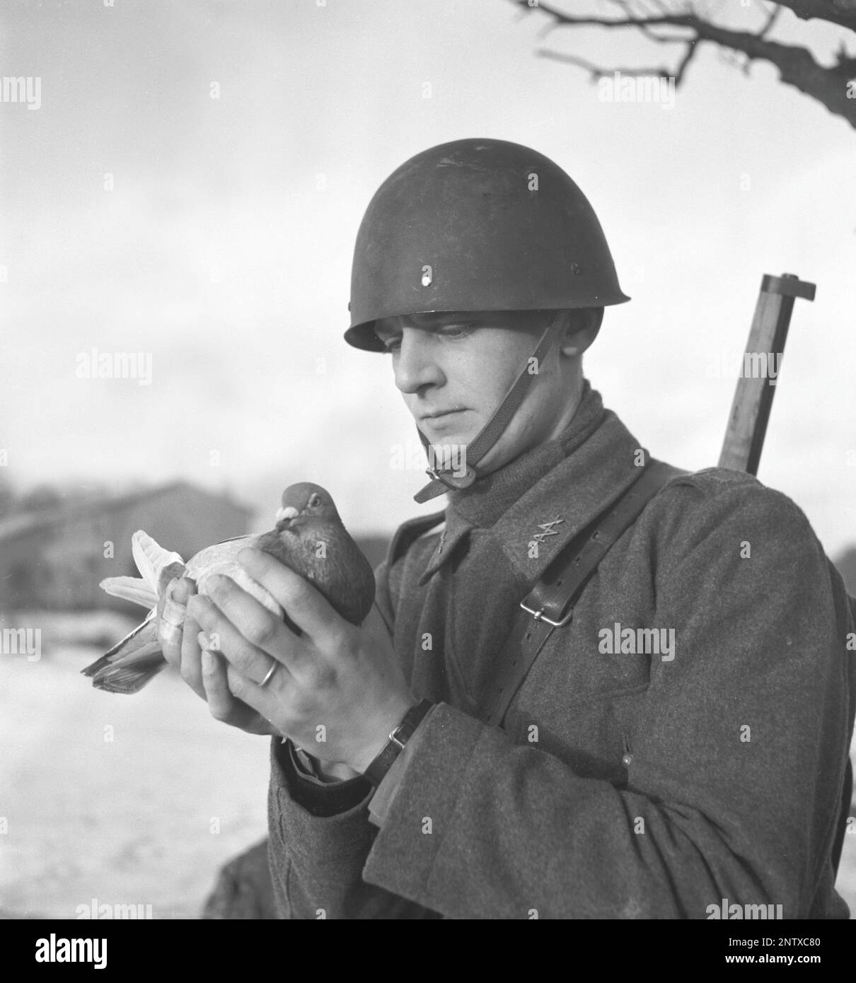 Swedish army during WW2. A soldier is seen holding a pigeon in his ...