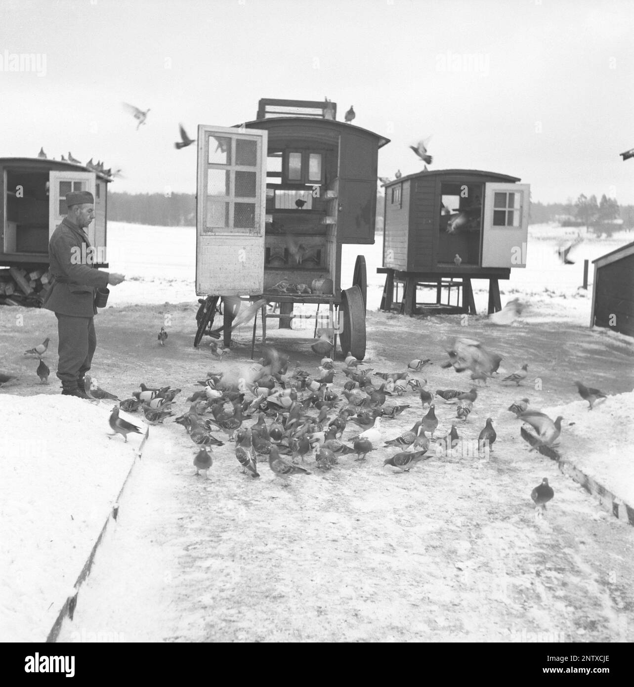 Portable pigeon lofts hi-res stock photography and images - Alamy