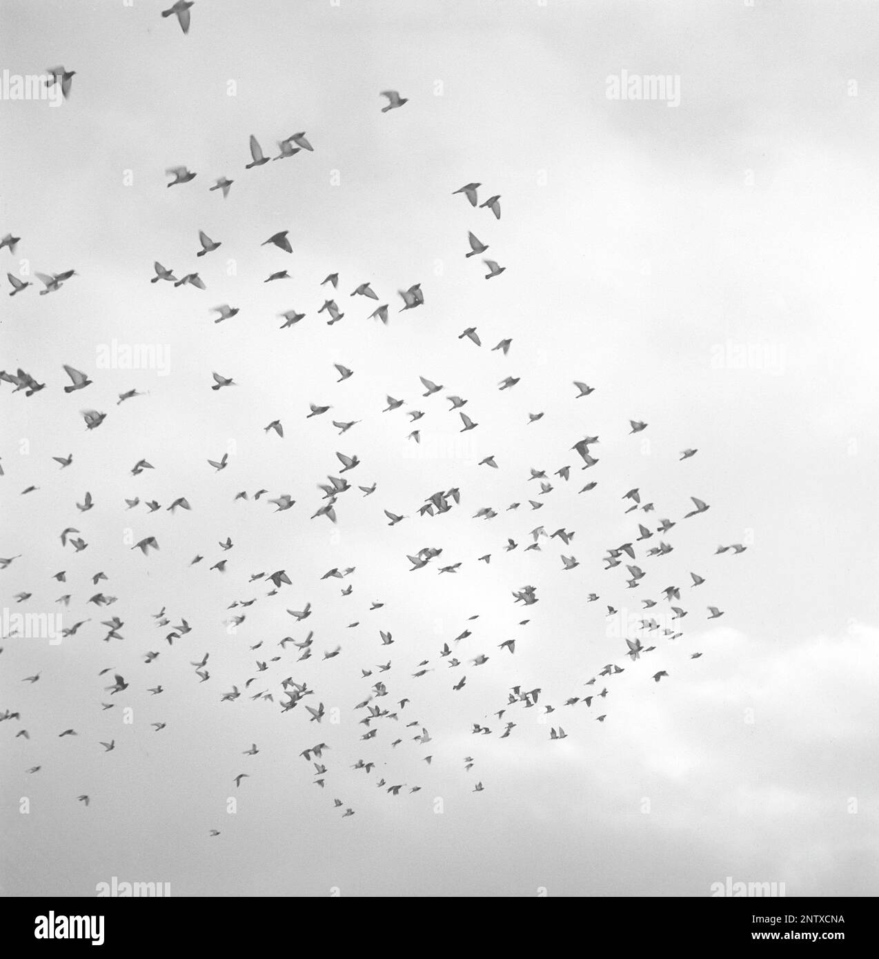 Swedish army during WW2. War pigeons flying. War pigeons were used by ...
