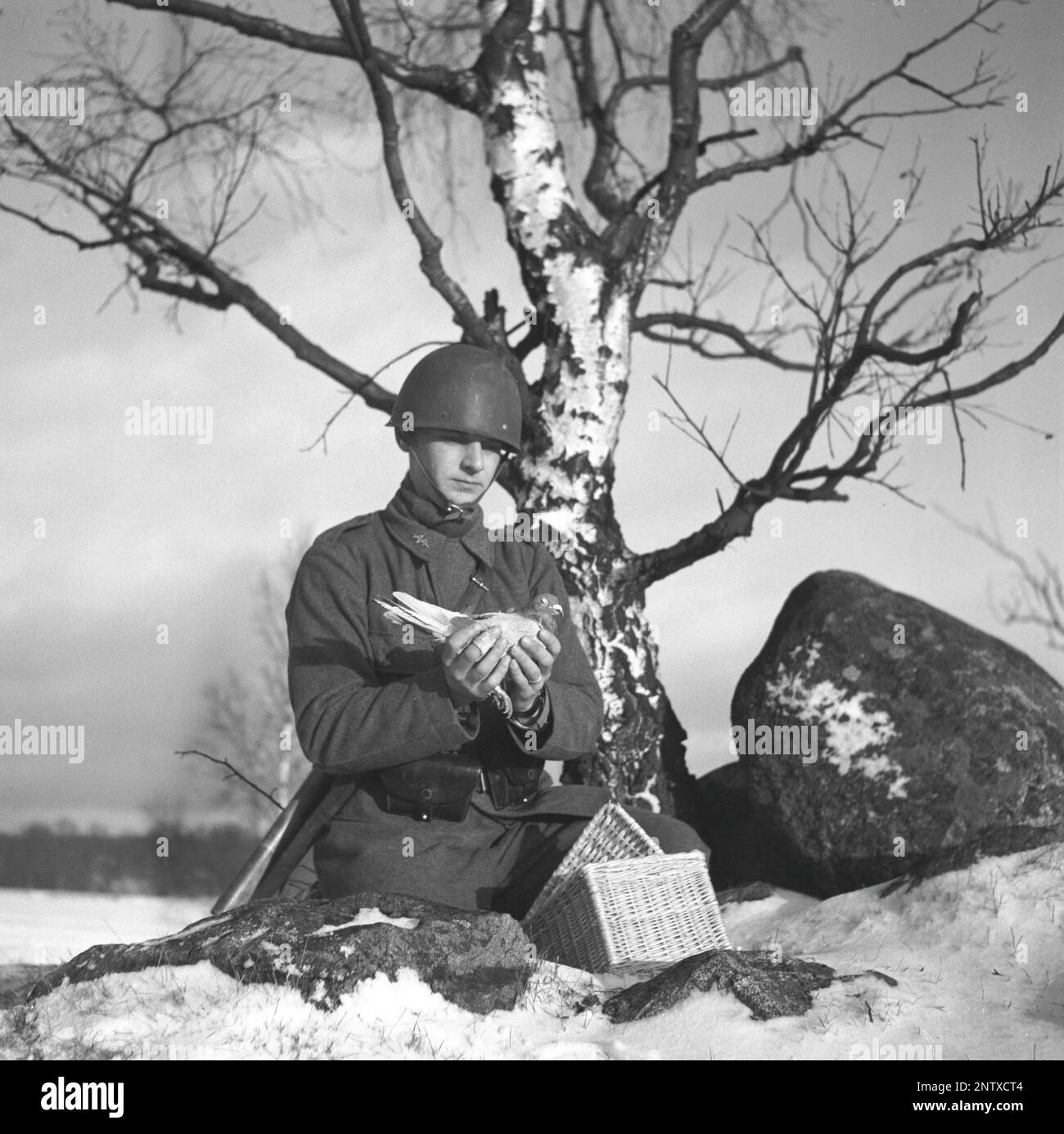Swedish army during WW2. A soldier is seen holding a pigeon in his ...