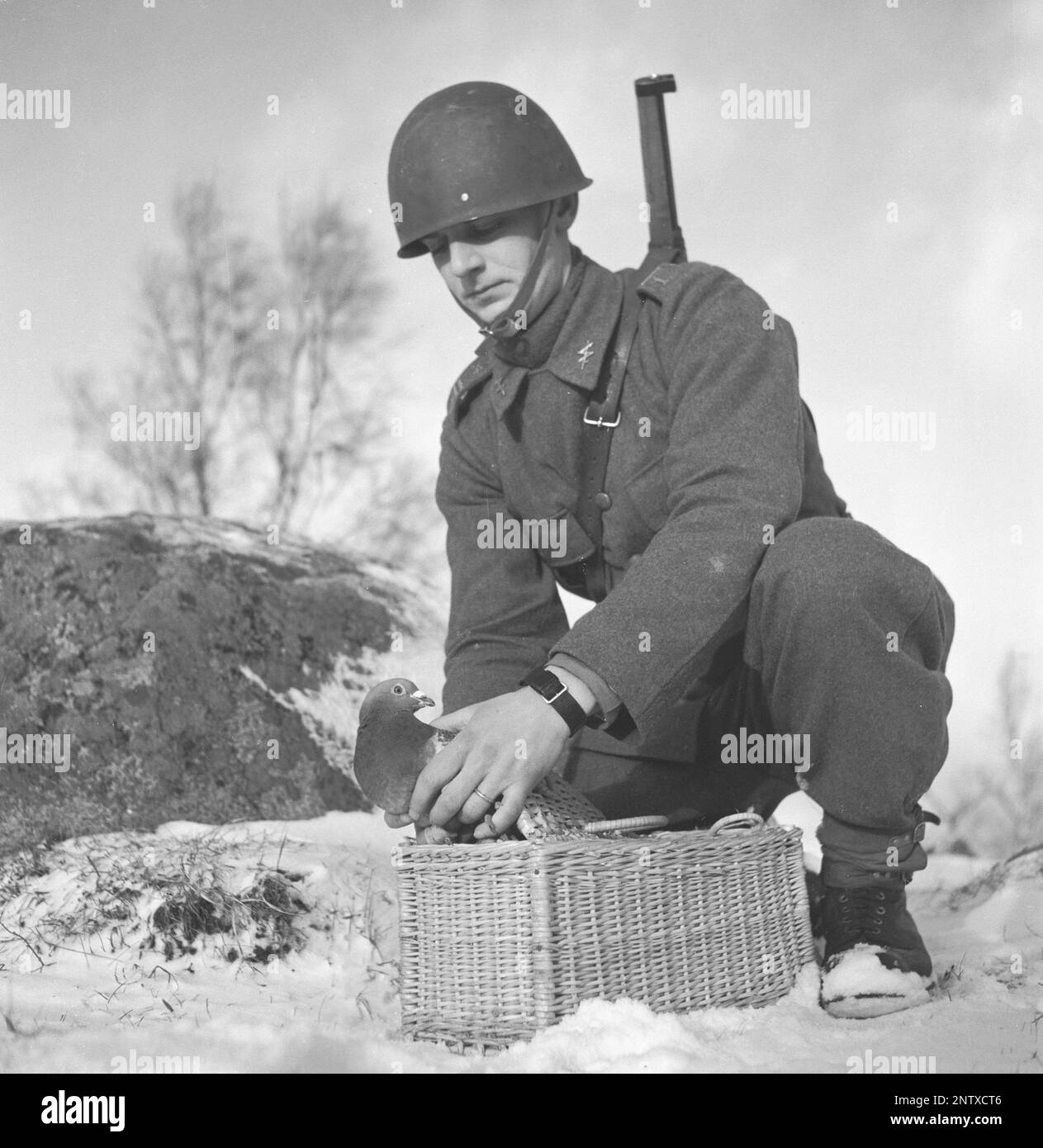 Swedish army during WW2. A soldier is seen holding a pigeon in his ...
