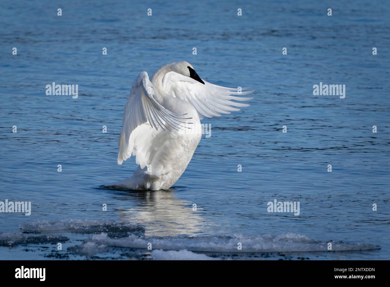A Trumpeter swan stretches its wings at sunset on spike horn bay ...