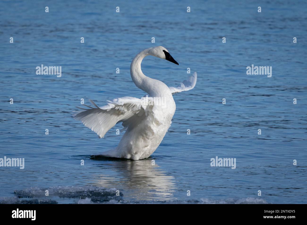 A Trumpeter swan stretches its wings at sunset on spike horn bay ...