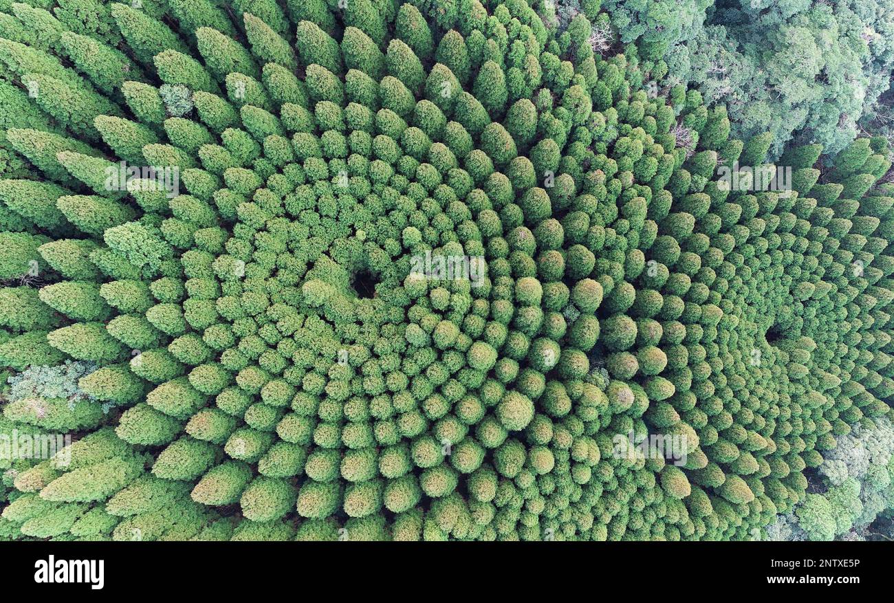 Cedar trees forming two groups of concentric circles are seen in ...