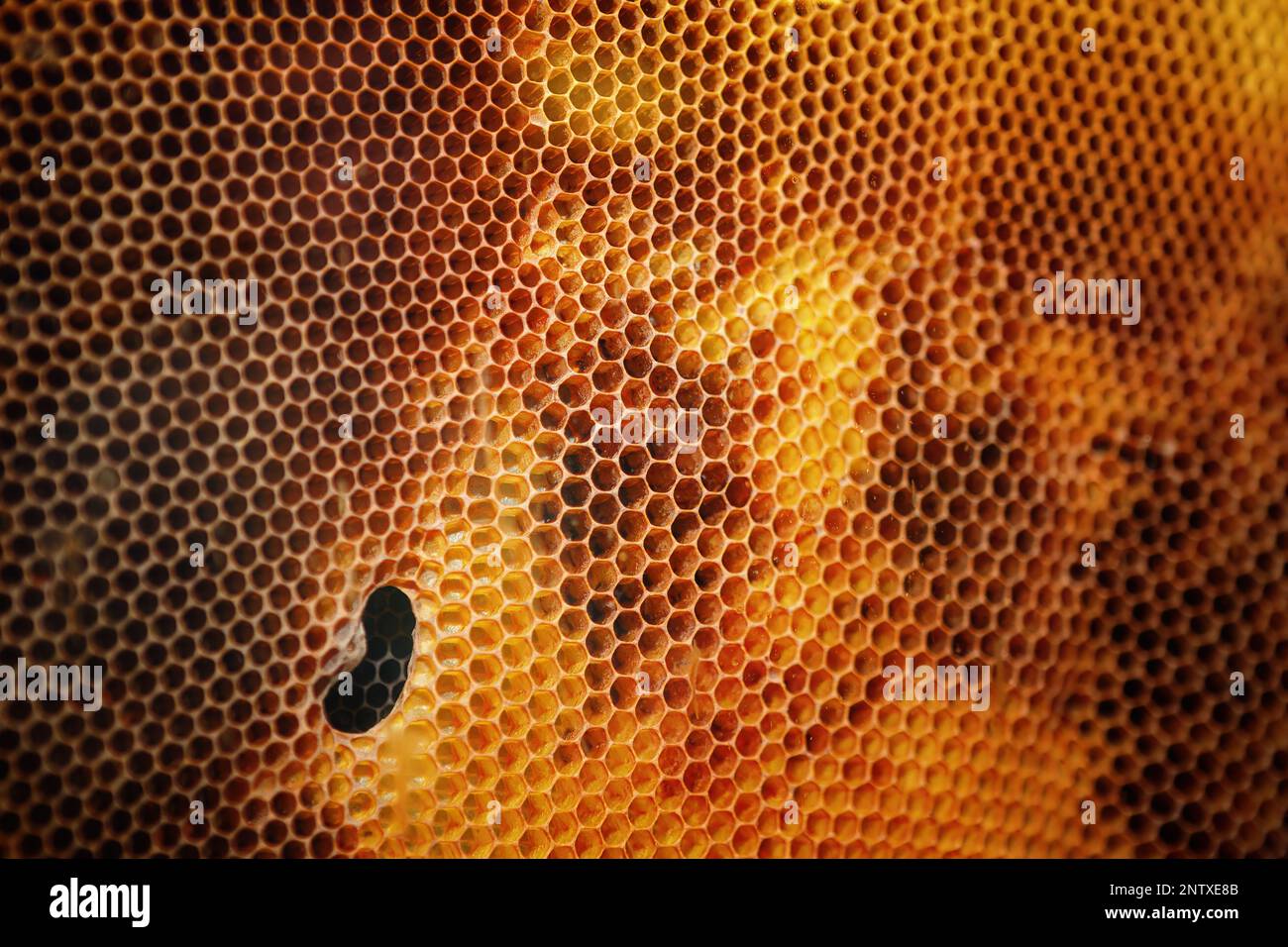 yellow honeycomb, close-up, with shallow depth of field Stock Photo - Alamy
