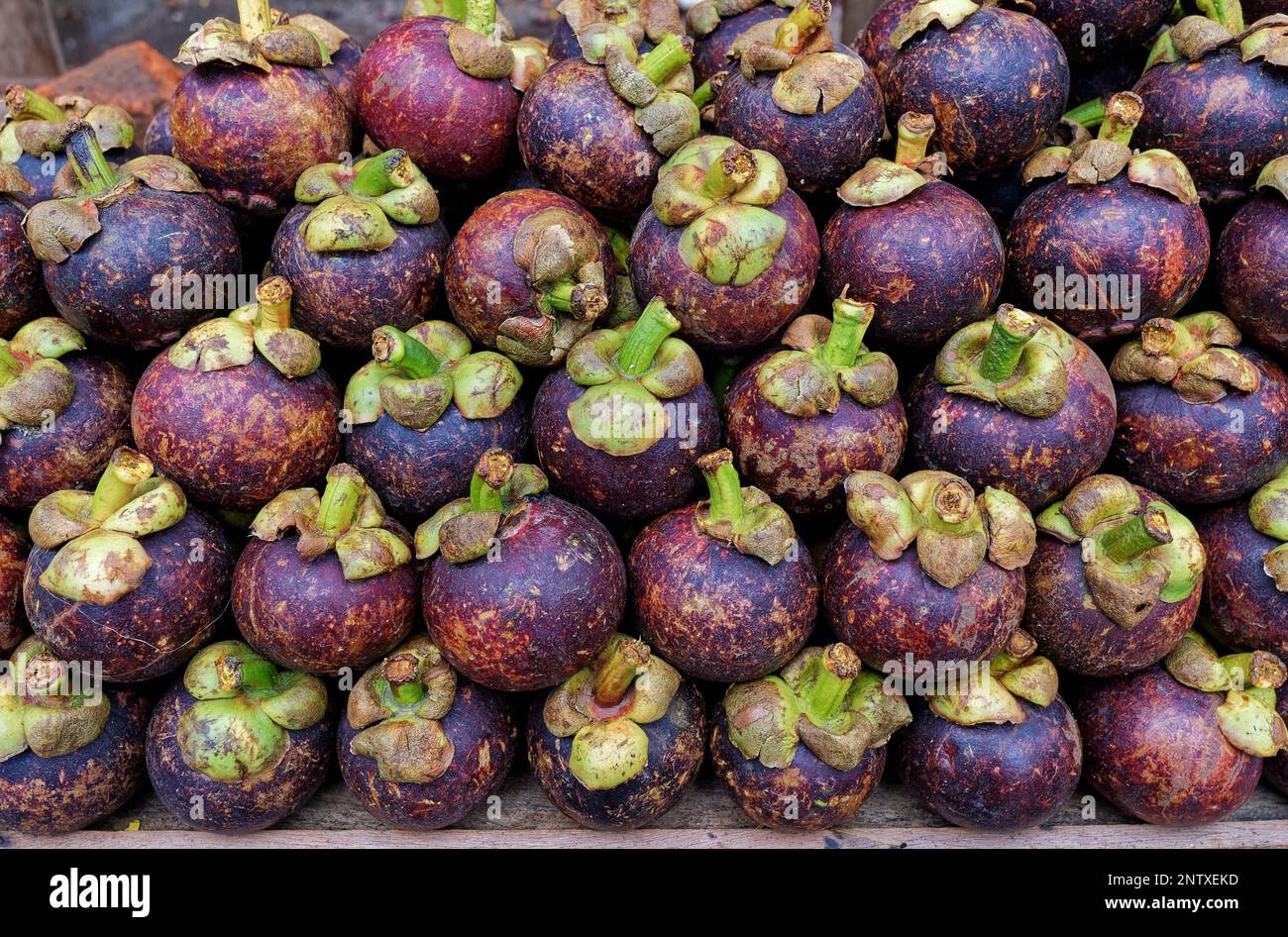 09 07 2007 Extra jumbo size of the purple mangosteen for sale at the ...