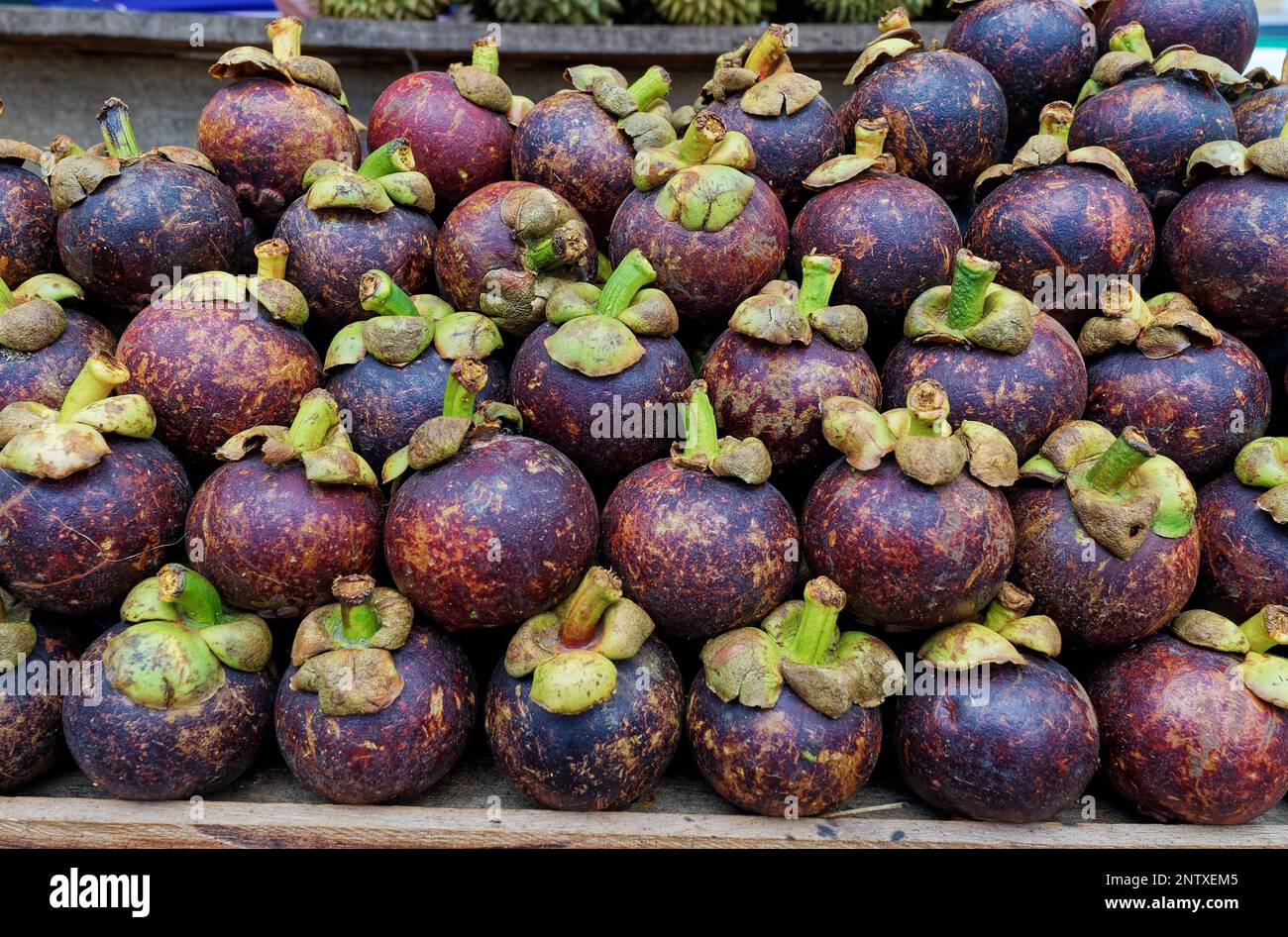 09 07 2007 Extra jumbo size of the purple mangosteen for sale at the ...
