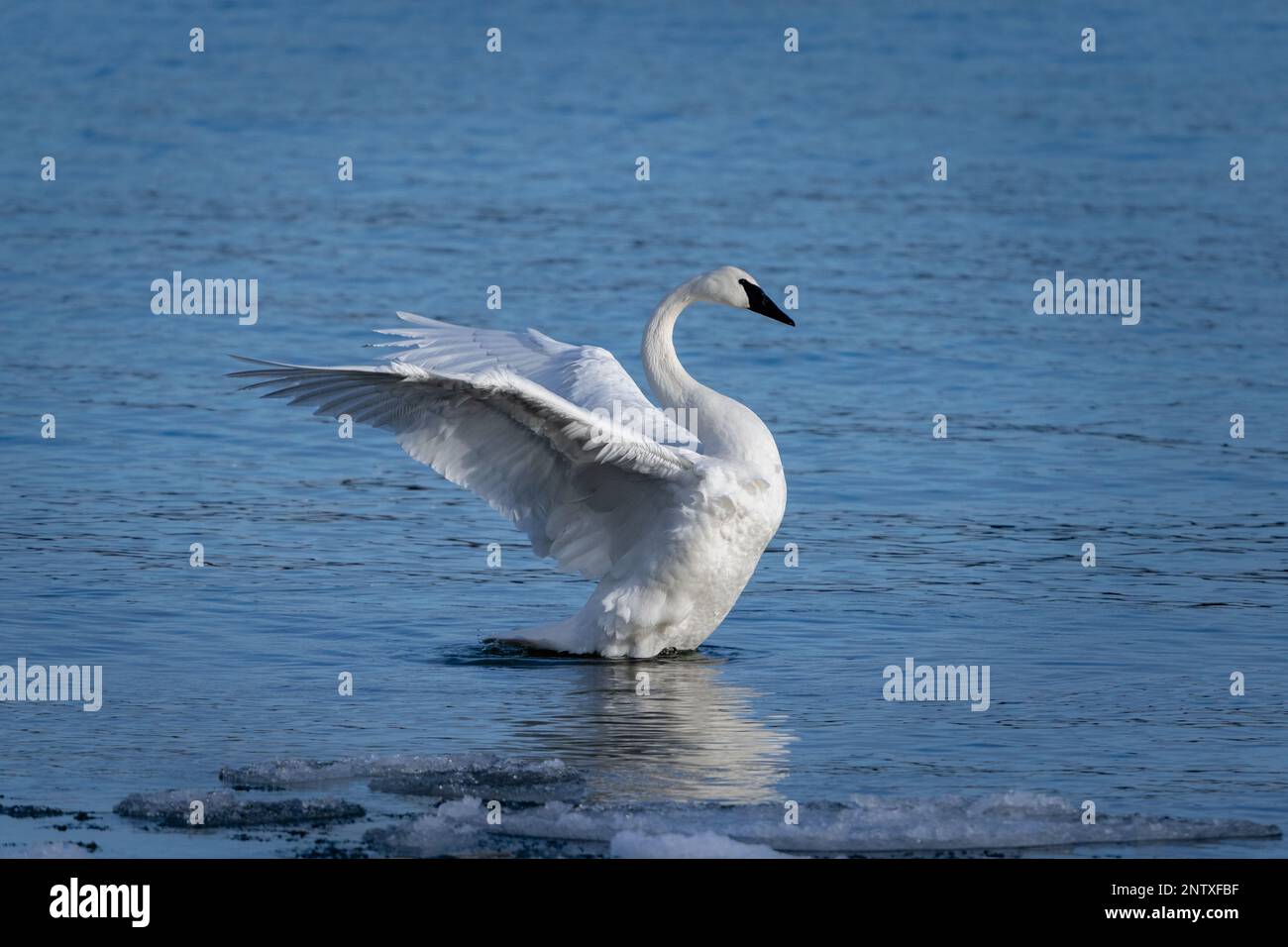 A Trumpeter swan stretches its wings at sunset on spike horn bay ...