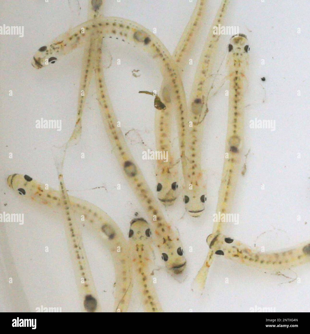 Icegoby caught at Muromi Gawa River is pictured in Fukuoka City ...