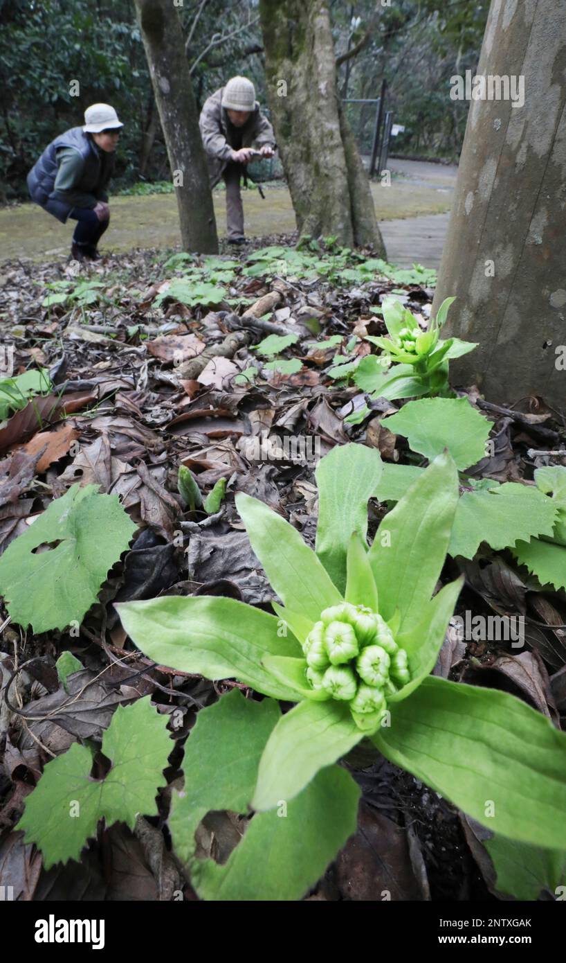 Fuki-noto, a bud of Japanese butterbur, is pictured at Yamada Ryokuchi ...