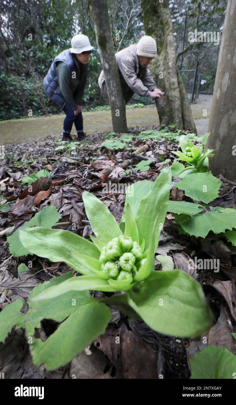 Fuki-noto, a bud of Japanese butterbur, is pictured at Yamada Ryokuchi ...
