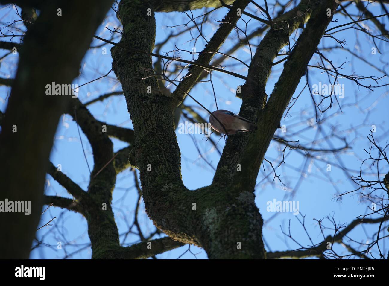 Jay baum hi-res stock photography and images - Alamy