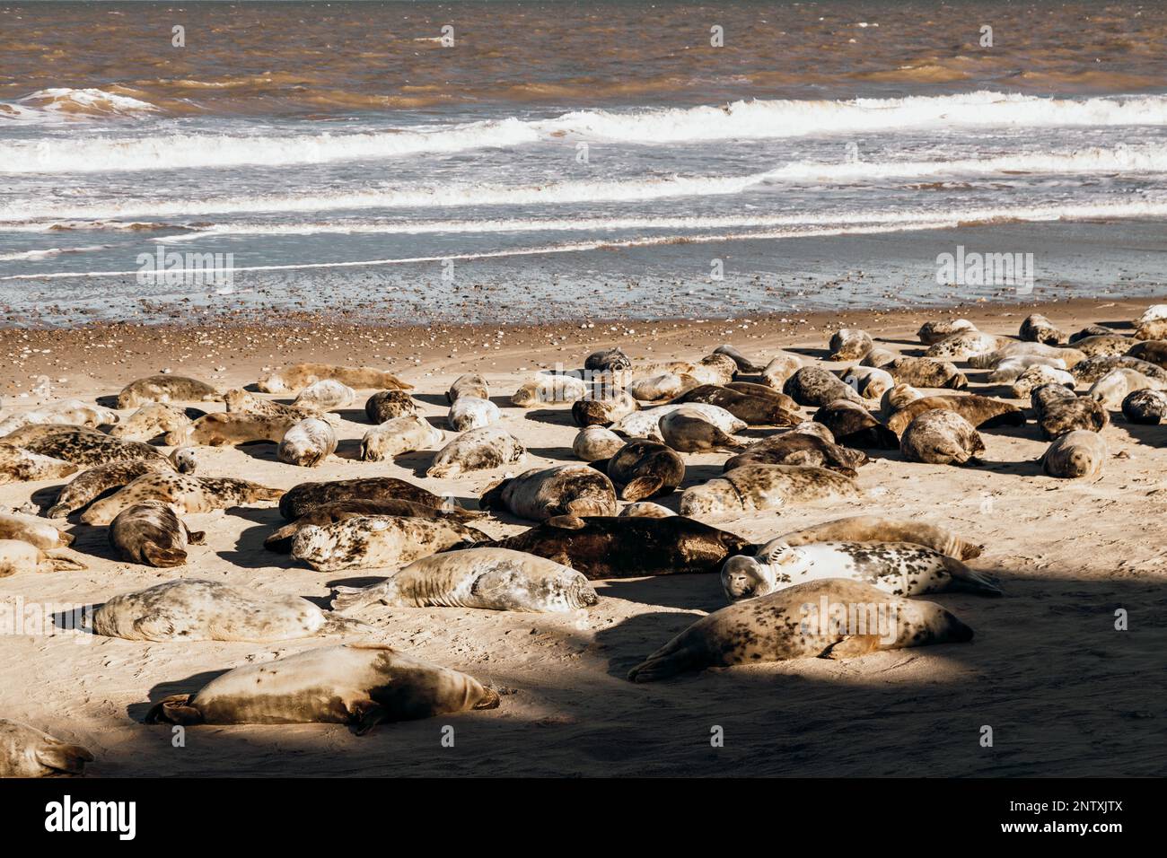 Seals sunbathing at Horsey Gap beach Norfolk Stock Photo - Alamy