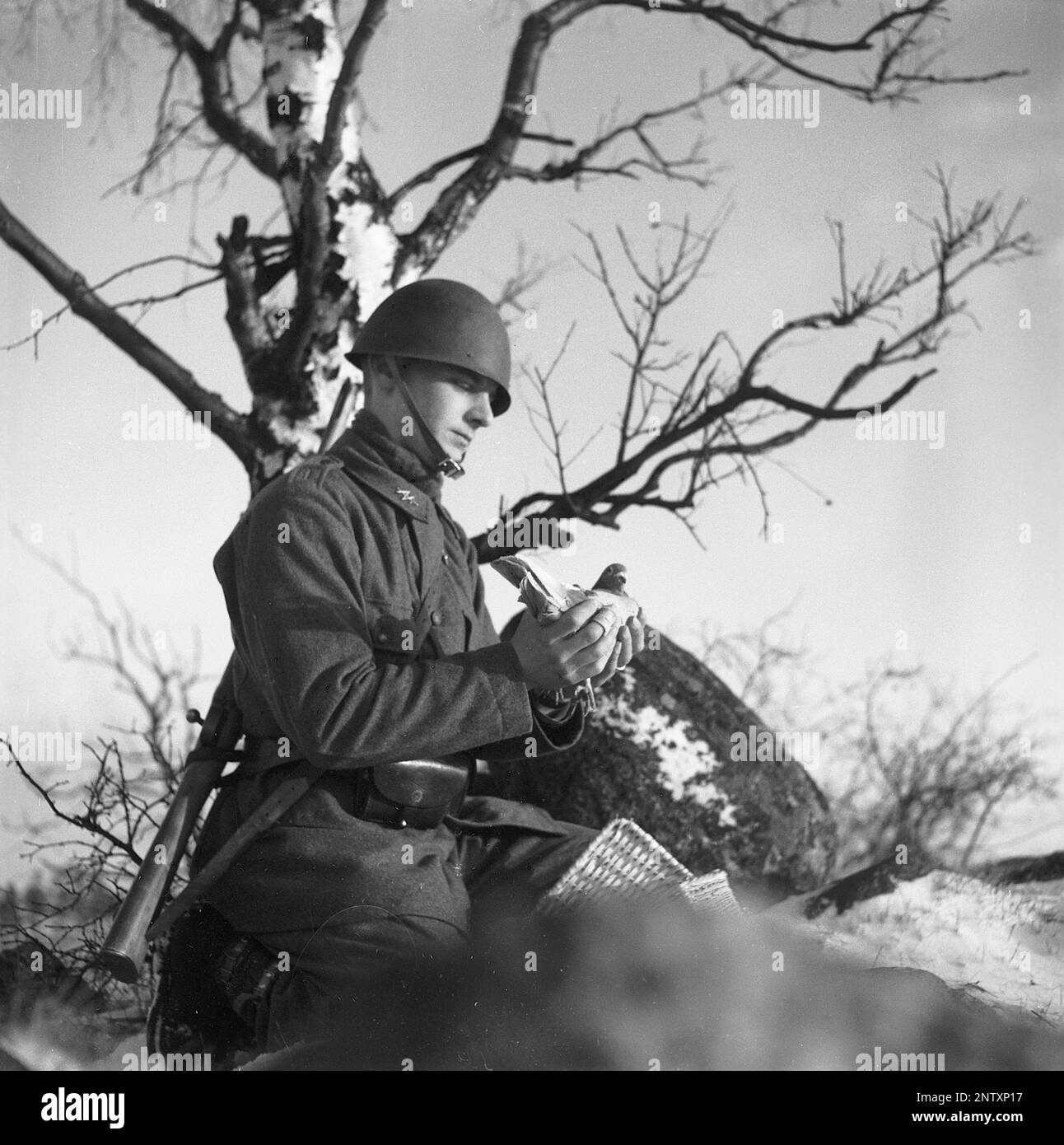 Swedish army during WW2. A soldier is seen holding a pigeon in his ...