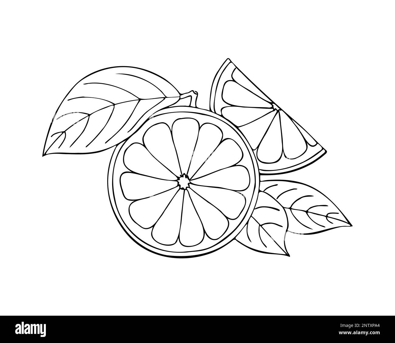 Orange line drawing doodle isolated on white background. Sketch. Vector ...