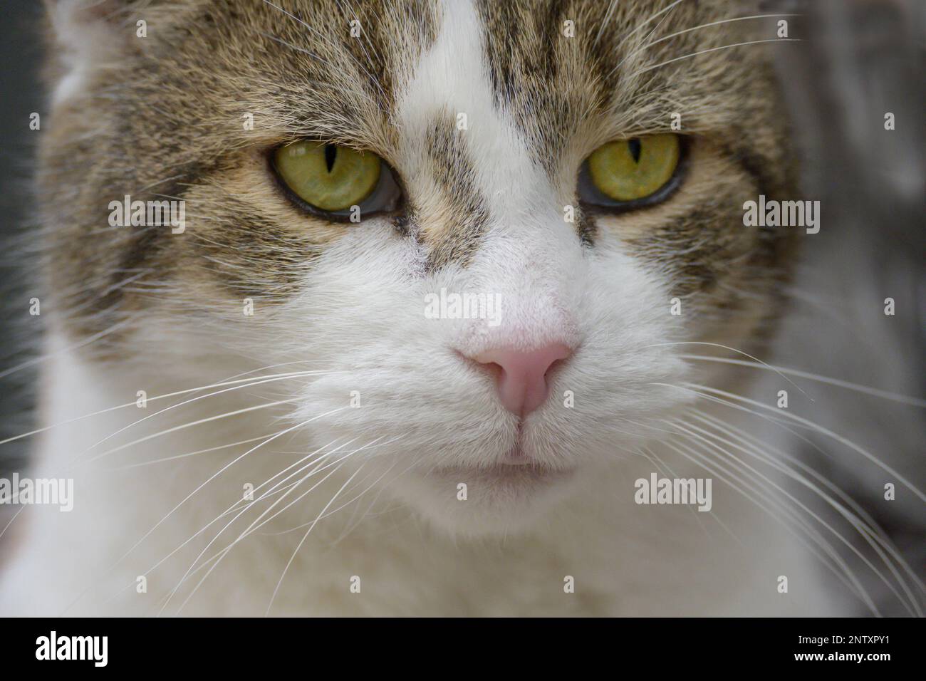 Larry the Cat - Chief Mouser to the Cabinet Office since 2011 - in ...