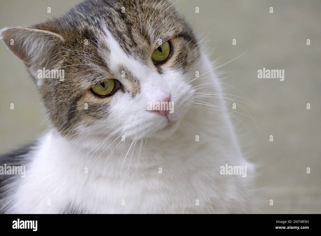 Larry the Cat - Chief Mouser to the Cabinet Office since 2011 - in ...