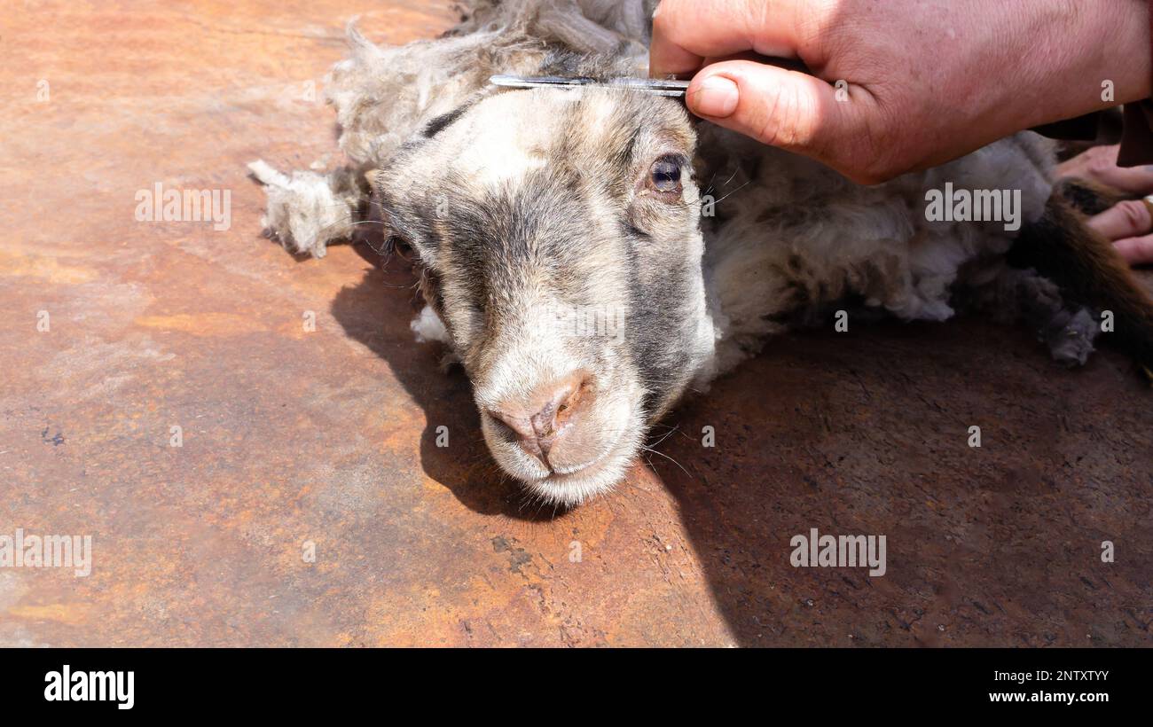 Sheep head instrument hi-res stock photography and images - Alamy
