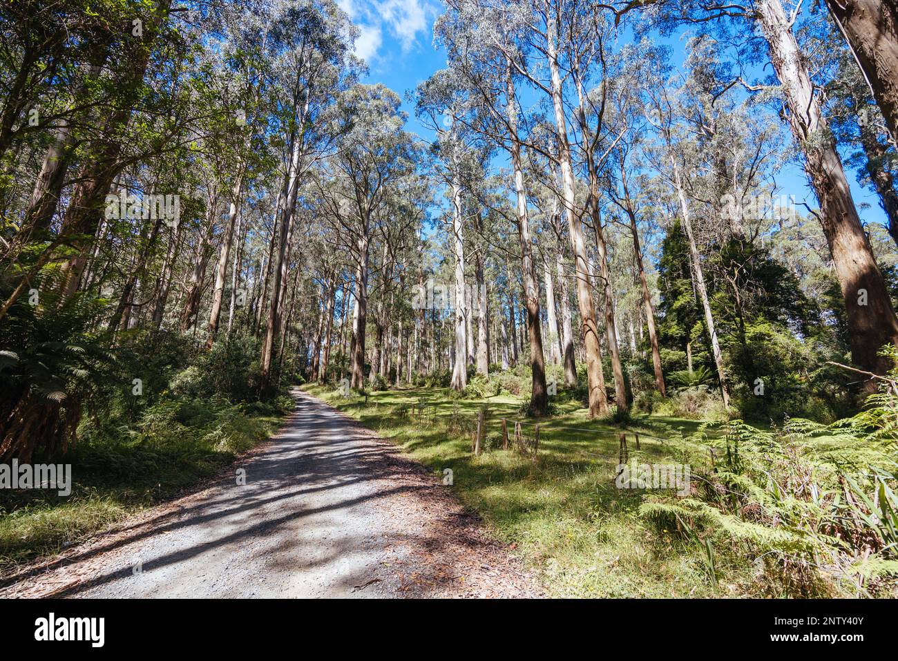 Summer Landscape at Mt St Leonard in Australia Stock Photo - Alamy
